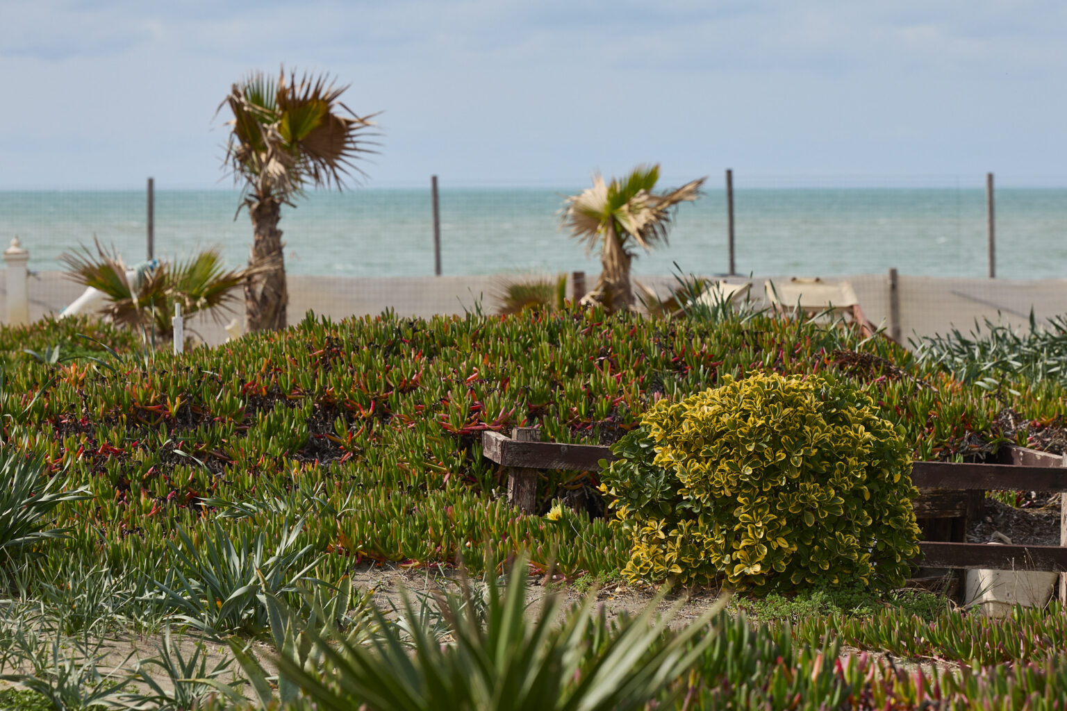 Fregene, Italy: Rome’s Best-Kept Coastal Secret – ÉTERNITÉ MAGAZINE